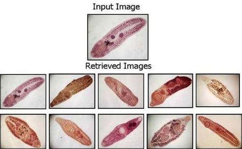 Retrieval Using Shape Area Similarity Download Scientific Diagram