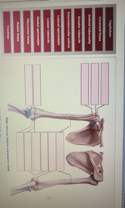 Solved Acromion Coracoid Process Glenoid Cavity Infraspinous