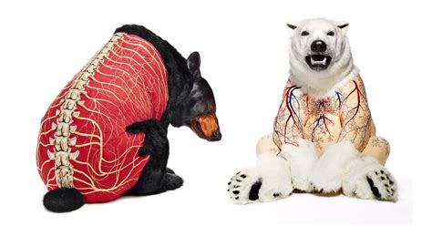 Sculptor Deborah Simon Exposes Our Uneasy Relationship With Wildlife