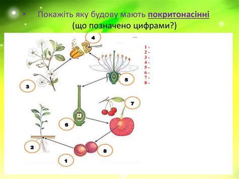 Біологічний диктант Порівняння будови мохів папоротей та покритонасінних квіткових рослин