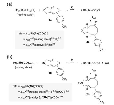 化学学院余志祥课题组十五年的[5 2 1]反应机理研究取得进展 生物通