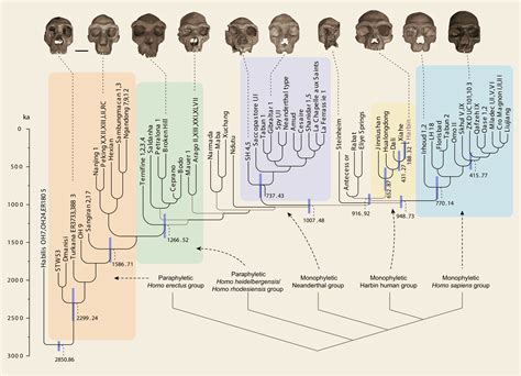 Human Evolution Tree Diagram