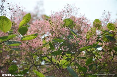 黄栌树花摄影图 花草 生物世界 摄影图库 昵图网