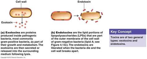 Exotoxin Andendotoxin Laboratory Science Clinic Science