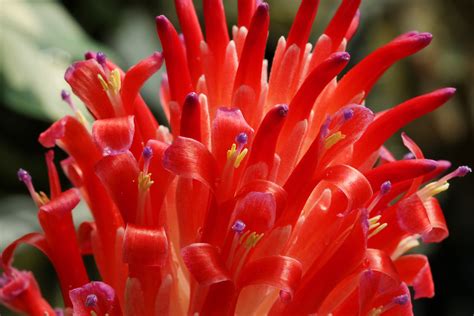 Billbergia pyramidalis cv Variegata フイリベニフデツツアナナス 斑入り ベニフデ Flickr