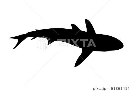 動物シルエット海川サメ6のイラスト素材 61861414 PIXTA