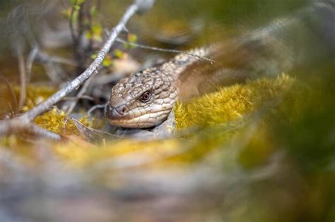 Premium Photo Australian Blue Tongue Lizard In Tasmania Australia