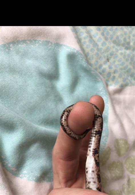Can Anyone Do An Educated Guess For The Sex Of My Snake I Know Probing