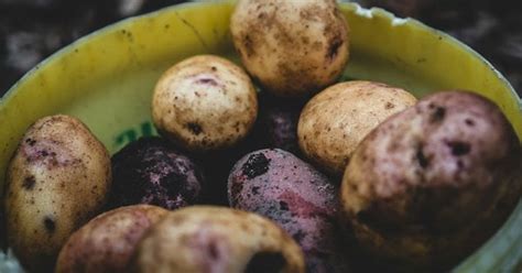 Проросла картопля чи можна їсти чи безпечно їсти пояснення Zaxid Net