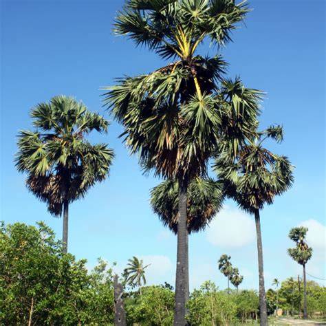 Palmyra Palm Borassus Flabellifer Plant Care And How To Grow Water