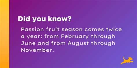 When Are Passion Fruit In Season How To Store And Eat