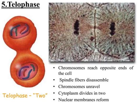 Biology Theory 5 Cell Division In Eukaryotic Cell Ppt