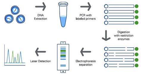 Restriction Fragment Length Polymorphism RFLP