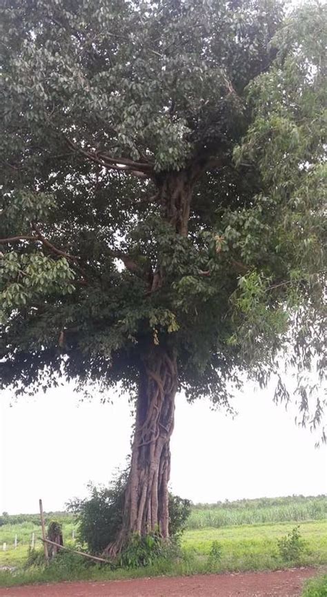 🌳ต้นกร่าง หรือ ต้นไทรนิโครธ จัดเป็นไม้มงคลตามพุทธประวัติที่พระกัสสปพุทธเจ้า ทรงได้บำเพ็ญเพียร