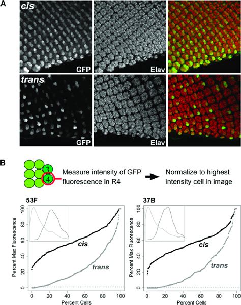Gmr Action In Trans Is Variegated A Maxprojected Confocal Z Stacks Download Scientific