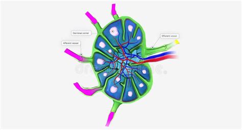 Lymph Nodes Are Bean Shaped Organs Distributed Along The Lymphat Stock Illustration