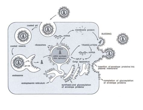 Influenzae Replication Cycle And Mutation Pdf