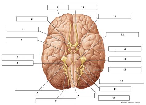 Cranial Nerves Lab 3 Diagram Quizlet