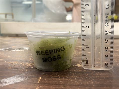 Weeping Moss Exotic Aquatic Plant For Lush Aquariums Aqua Huna