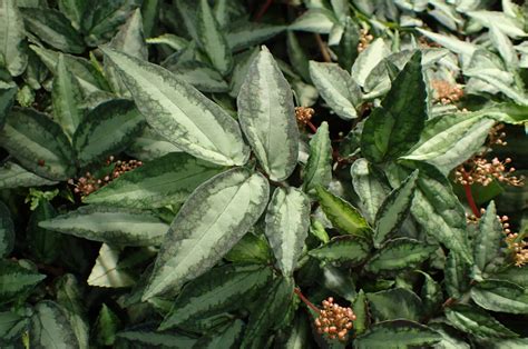 Pellionia Repens Trailing Watermelon Begonia Care Artofit