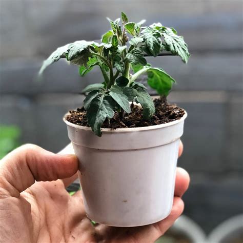 Halleck Horticultural Plantgeek Chic Grow Lighting Tiny Tomatoes