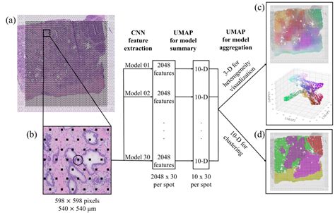生殖系统的结构、功能与相关疾病 时空简讯32期 知乎