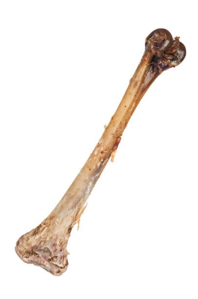 다리뼈 스톡 사진 및 일러스트 Istock