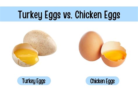 Turkey Eggs Vs Chicken Eggs Whats The Difference