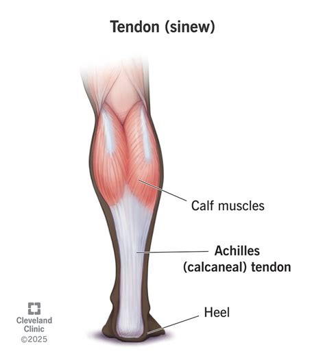Anatomy Of Tendon