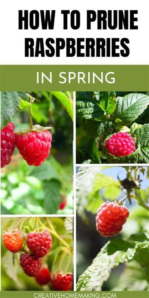 Pruning Raspberries In The Spring A Step By Step Guide Creative Homemaking