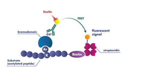 Reader Domain Assay Service Reaction Biology