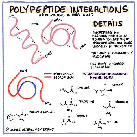 Biochemistry Infographic Polypeptide Interactions Hydrophobic Interactions Artofit