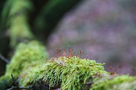 苔藓 自然 Pixabay上的免费照片 Pixabay