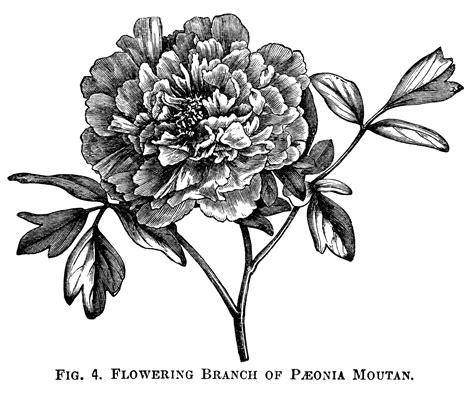Vintage Black And White Flower Clip Art
