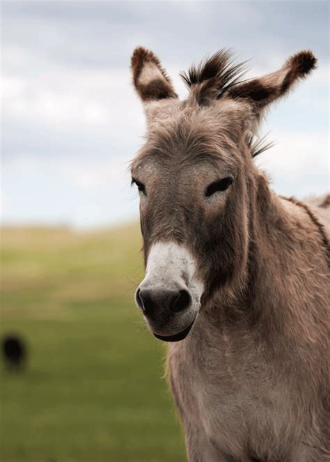 Good Welfare For Equids Eurogroup For Animals