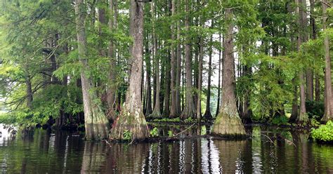 Trees That Can Tolerate Water When Its Feast Or Famine Casey Trees
