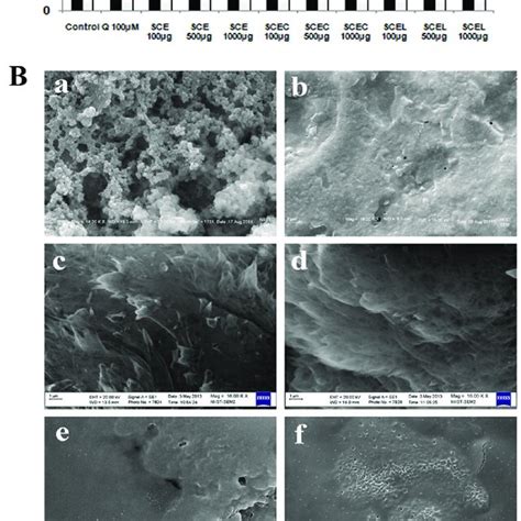 Fluorescence Quantification And Sem Microstructure Analysis Of Advanced Download Scientific