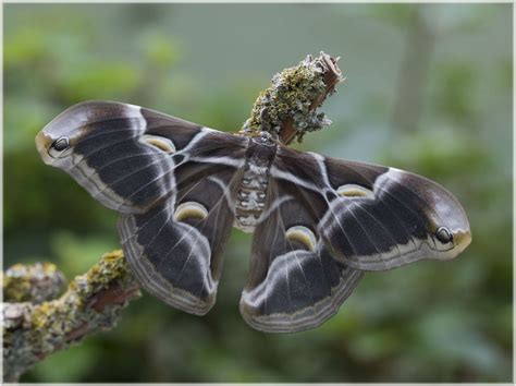 Beautiful Eri Silkmoth In Captivity