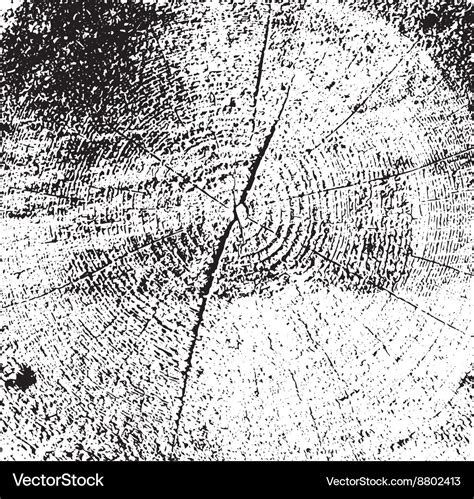 Tree Cross Section Royalty Free Vector Image VectorStock