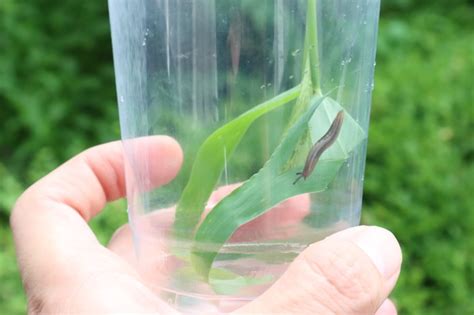 민달팽이 키우기 야생 달팽이 키우는법 살아가는 환경 네이버 블로그