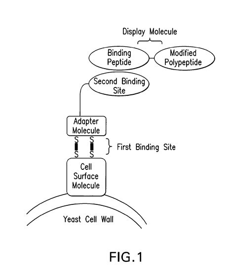 Yeast Display Patented Technology Retrieval Search Results Eureka Patsnap