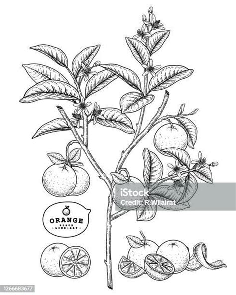벡터 스케치 감귤류 과일 장식 세트 오렌지 손으로 그린 식물 삽화 흰색 배경에 고립 된 라인 아트와 흑백 과일 도면 복고풍 스타일 요소 0명에 대한 스톡 벡터 아트 및 기타