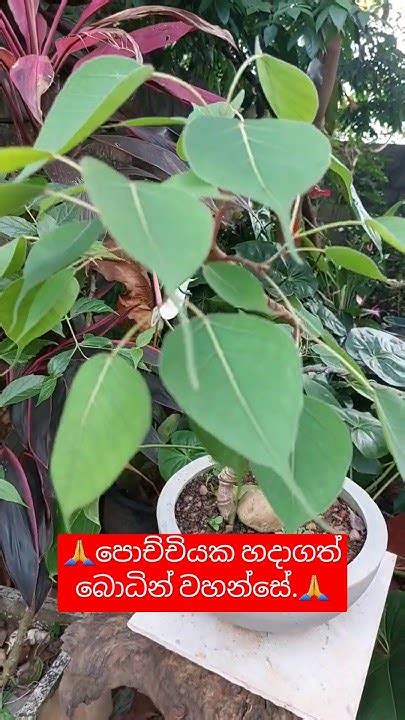 🙏පොච්චියක හදාගත් බොධින් වහන්සේ🙏 Shorts Short Shortvideo Bo Tree At