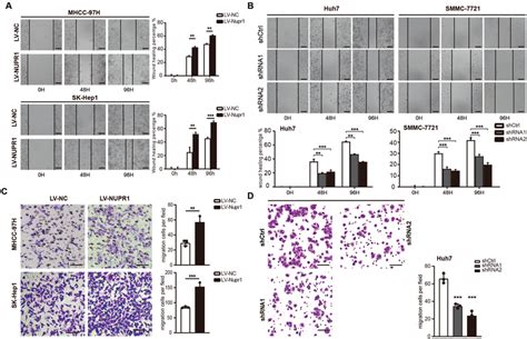 Detection Of The Migrative Capability Of Hcc Cells Infected By Nupr1 A