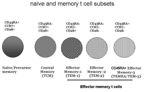 Phenotypically Distinct Five Distinct Subsets Of Cd8 T Cells