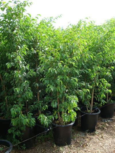 100 شجرة فيكس بنجامينا لتسوير المنازل مع زراعتها المالكي لاندسكيب