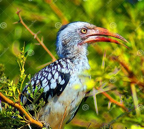 Calebasses Image Stock Image Du Afrique Paires Nature 311325599