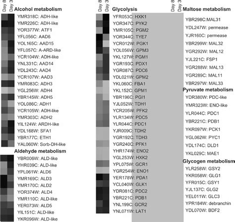 transcript expression profile of some genes involved in carbohydrate