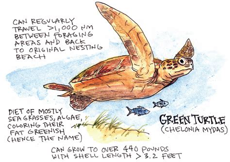 Green Turtle National Maritime Historical Society