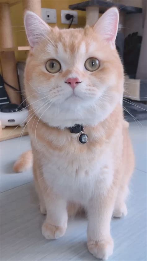 ชิเอลแมวมึน ดราม่าของวัยรุ่นแงว 🧡 คิรัวร์ตัวป่วน